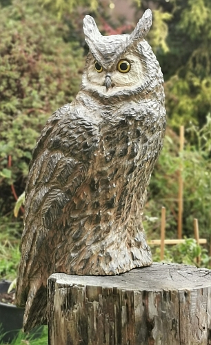 Eule